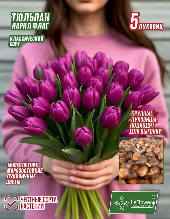 Тюльпан Луковица, Пурпл Флаг 5 шт, крупные