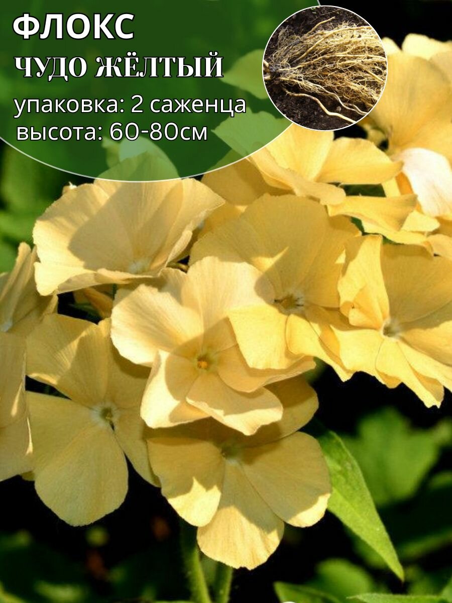 Флокс Чудо желтый, 2 саженца