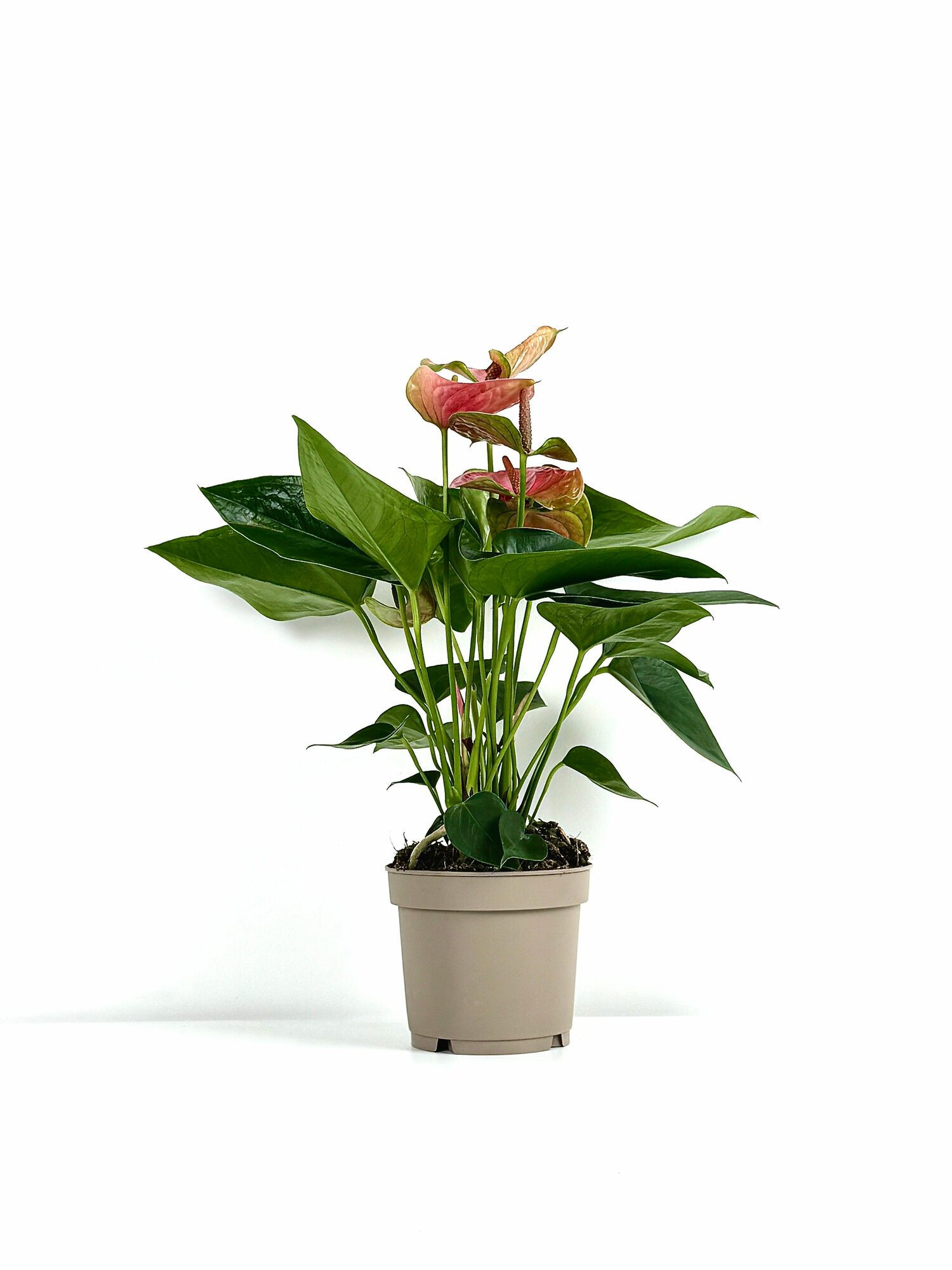 Антуриум розовый в белом кашпо с автополивом, высота 45-50 см