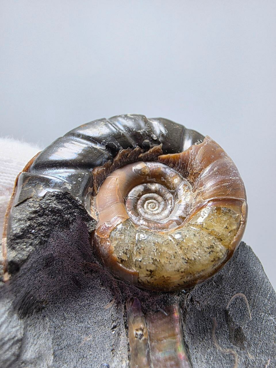 Аммонит перламутровый в породе 43 мм, 56 г.