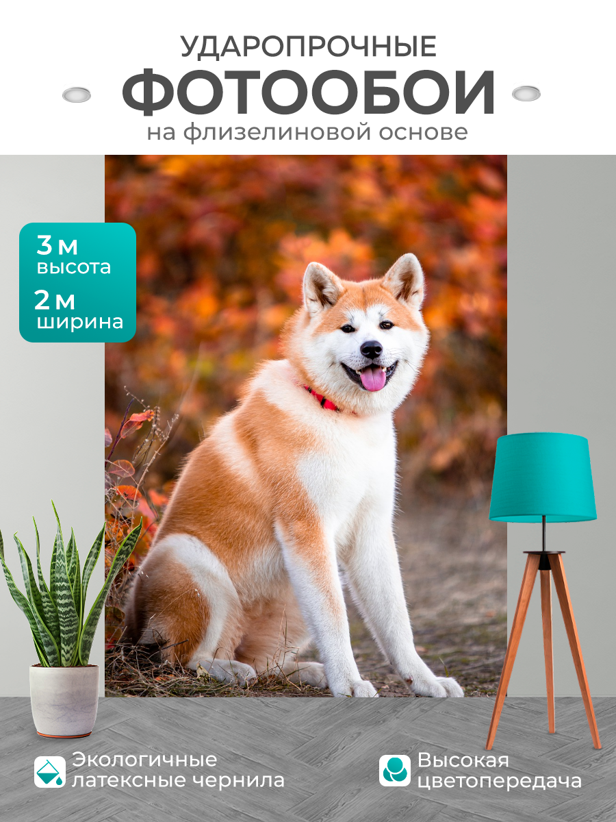 Фотообои моющиеся ударопрочные "Акита, собака, сидя" 200x300 см. флизелиновые на стену