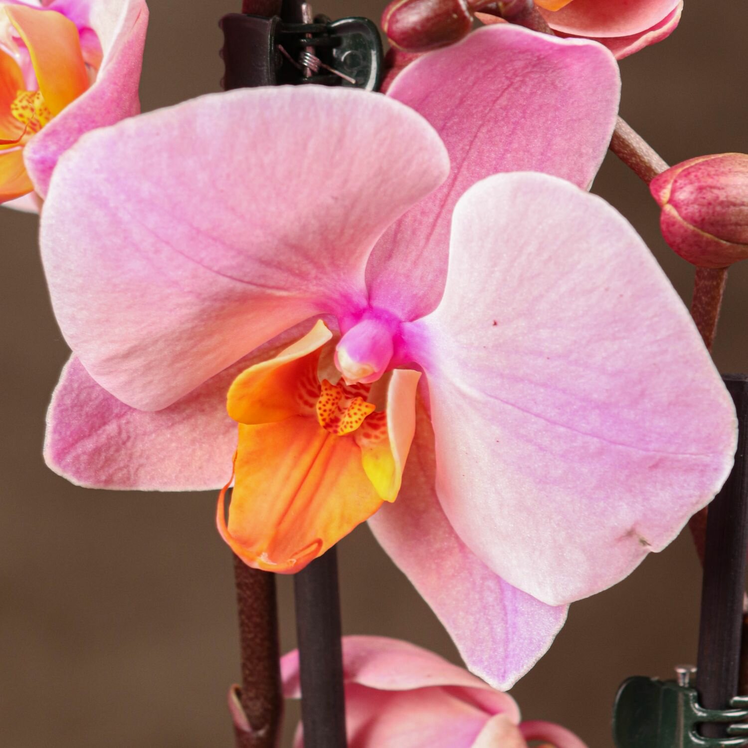 Орхидея Фаленопсис Pink Lady 2 ст
