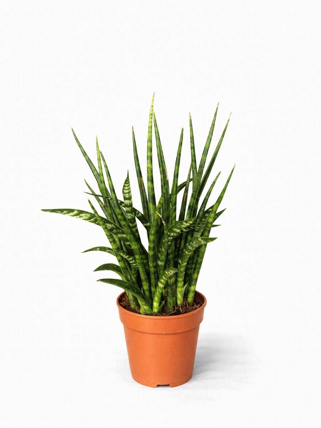 Сансевиерия Фернвуд (Sansevieria canaliculata «Fernwood») 6см