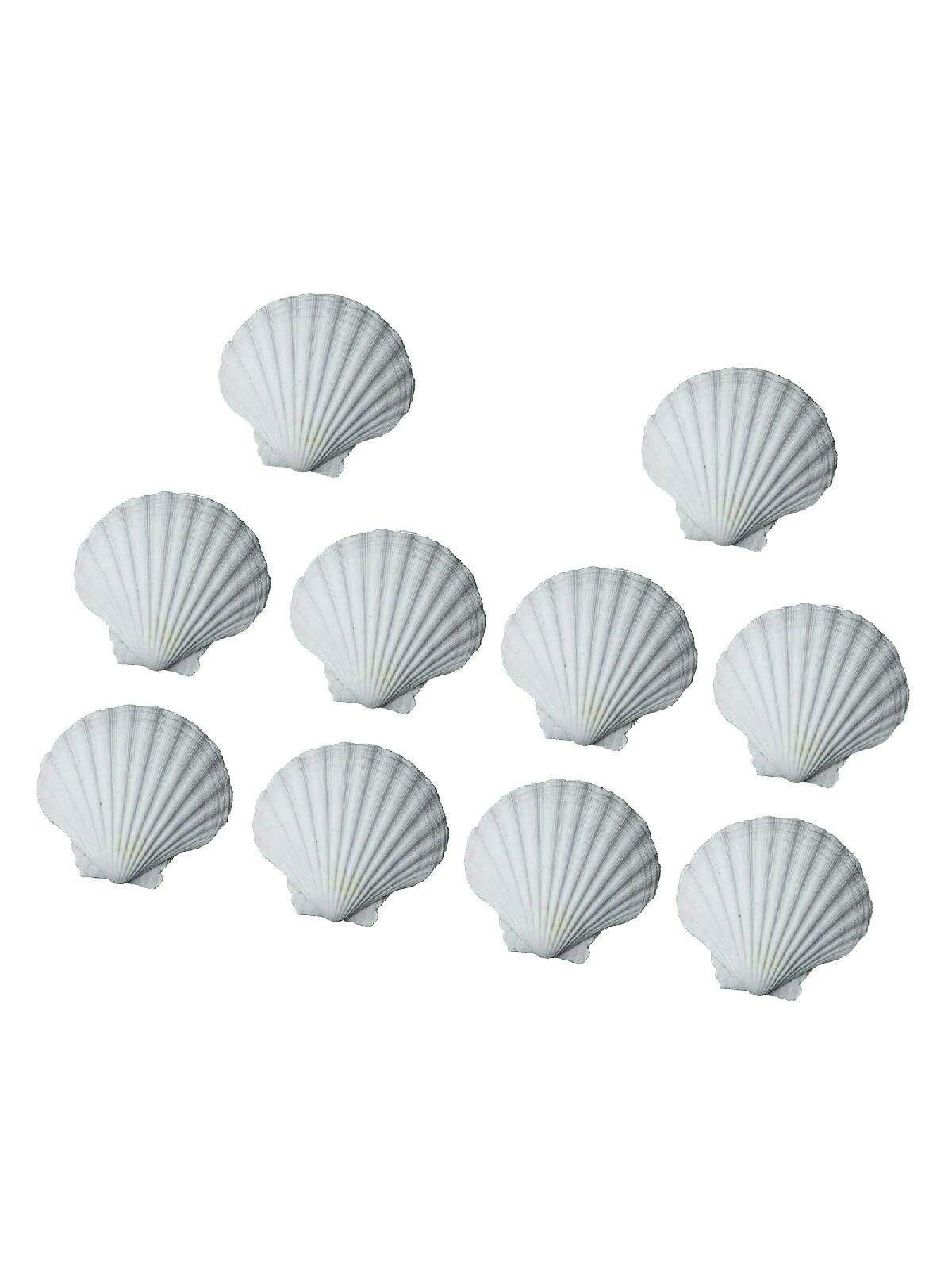 10ШТ белых ракушек Натуральные ракушки с зубцами для поделок своими руками