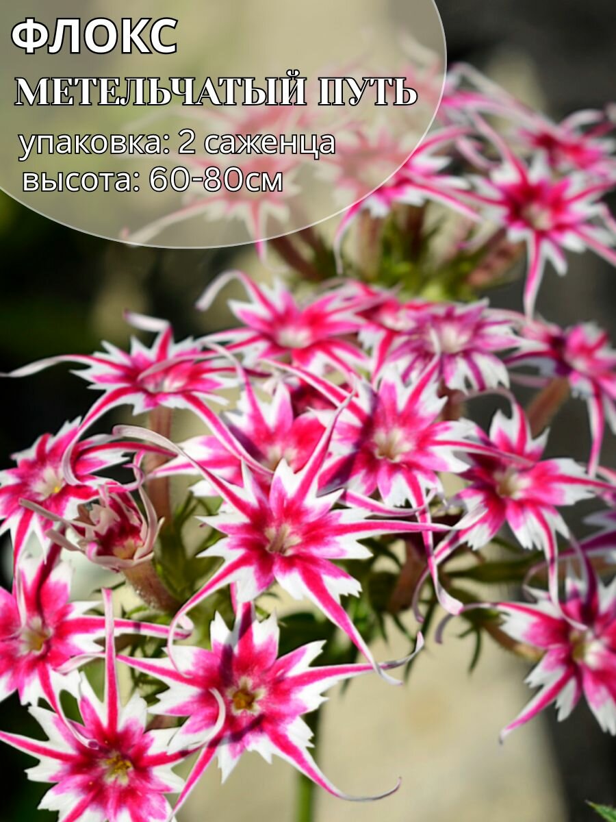Флокс Метельчатый путь, 2 саженца