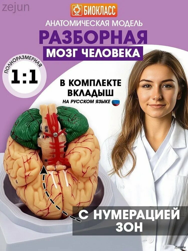 Анатомическая модель мозг человека разборный