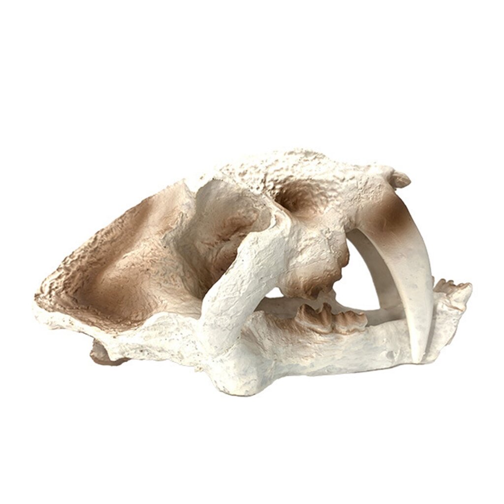 Череп динозавра аквариум декорации-маленький саблезубый череп тигра