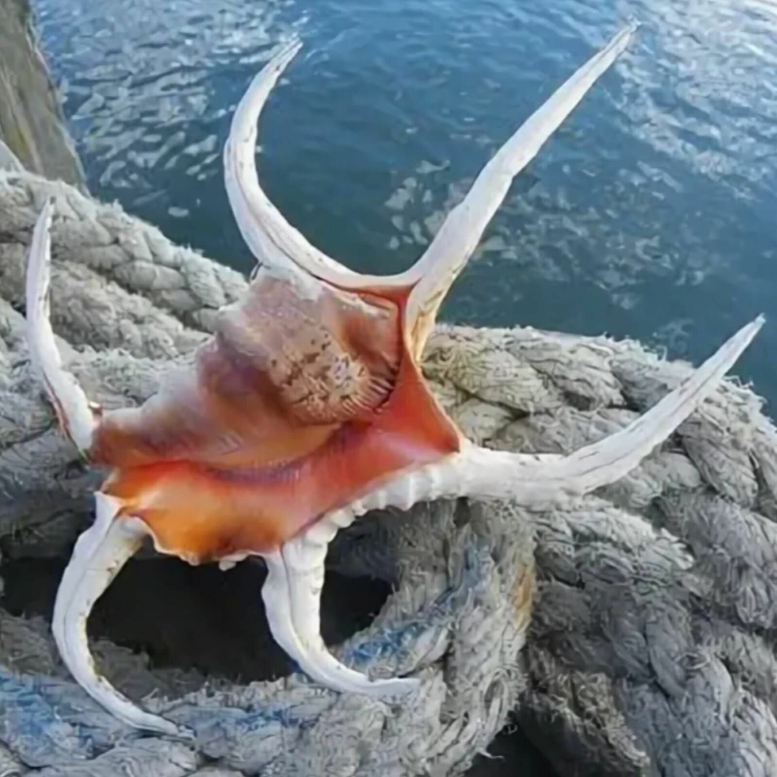 Ракушка морская, натуральная Лямбис Хирагра, (21-22см)