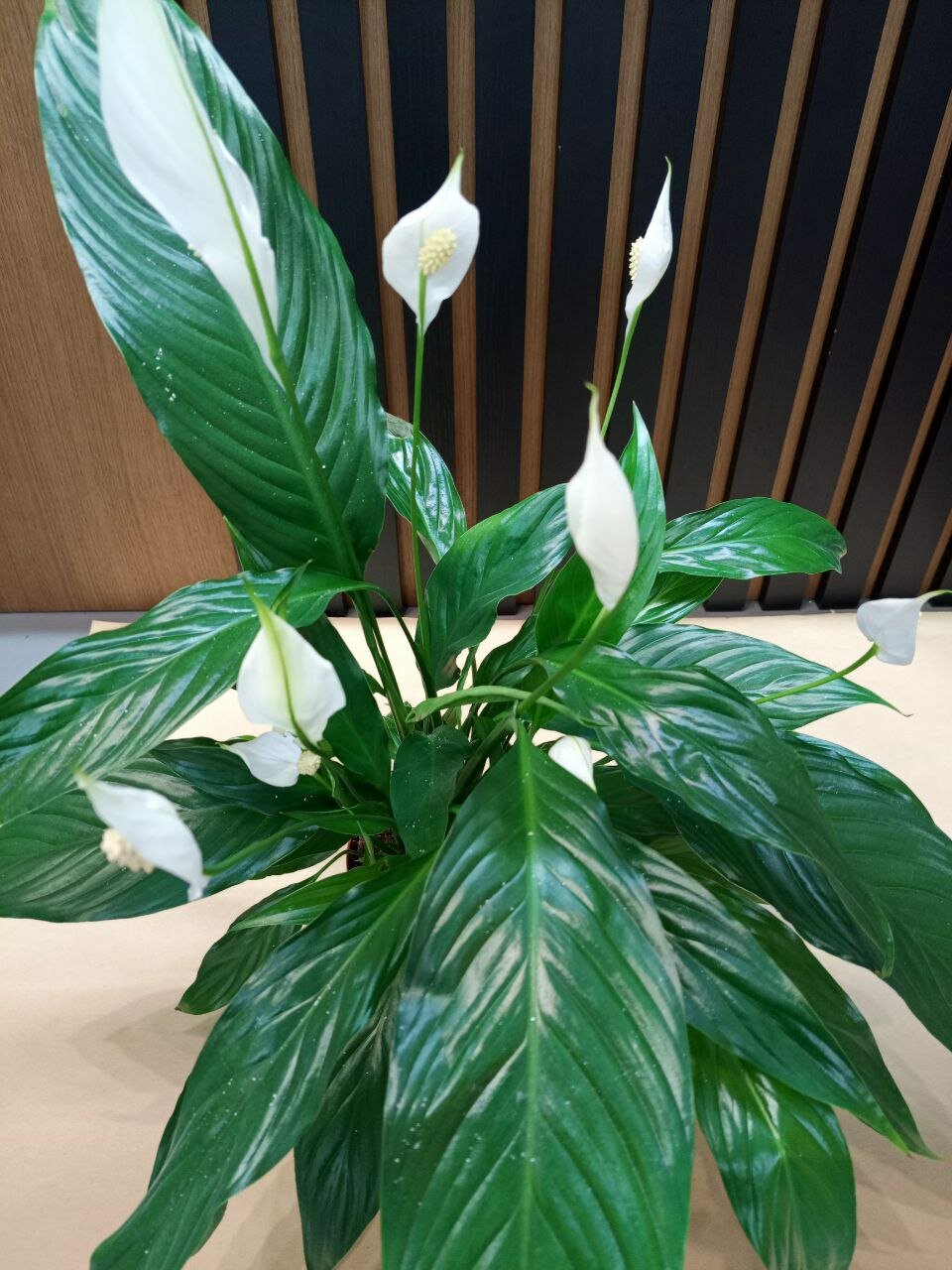 Комнатное растение "Женское счастье" от Цветочной Лавки, спатифиллум, напольное/настольное, высокий