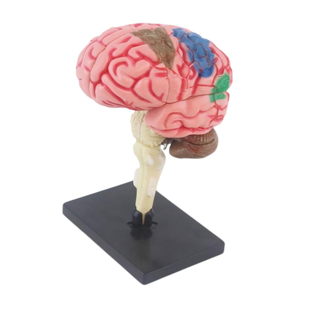 Модель Органа Человеческого Мозга Детская Игрушка Для Раннего Обучения Анатомии Человеческого Мозга