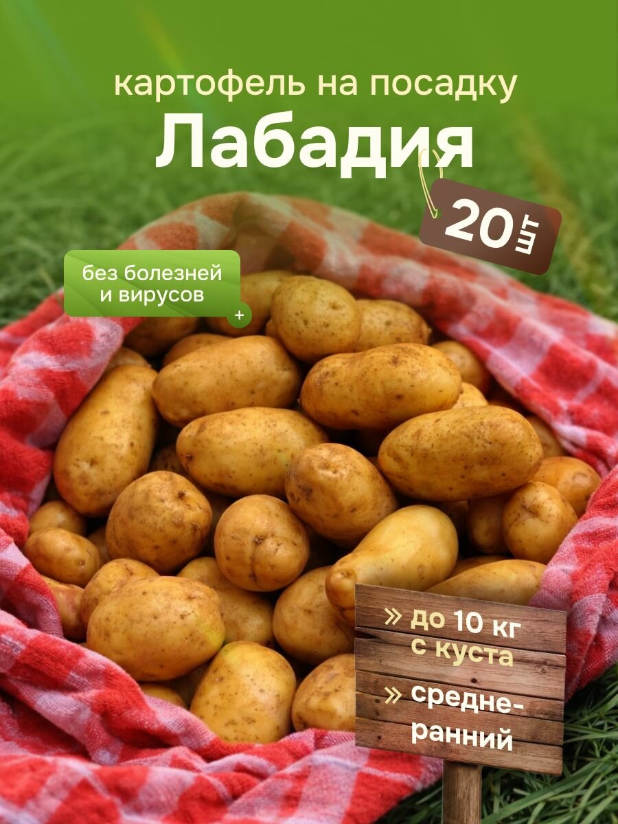 Семенной картофель на посадку Лабадия 20 шт (среднеранний)