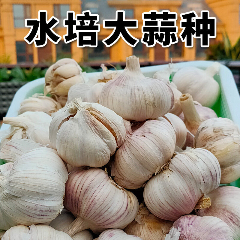 Гидропонные рассады чеснока, лук-шалот, ростки фасоли, поддон для посадки, зеленые ростки, поддон для рассады, беспочвенное выращивание, семена чеснока