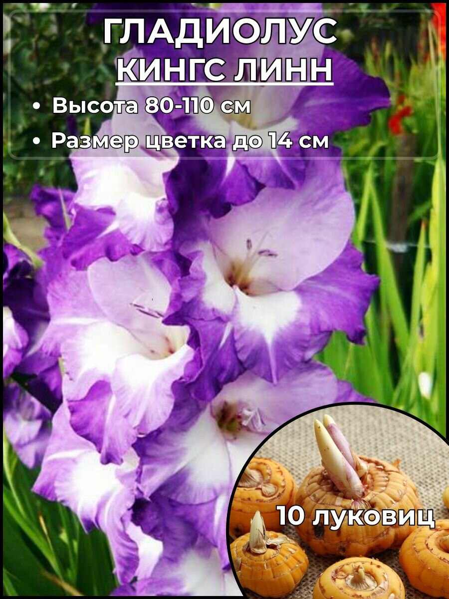 Гладиолус Кингс Линн, луковицы 10 штук