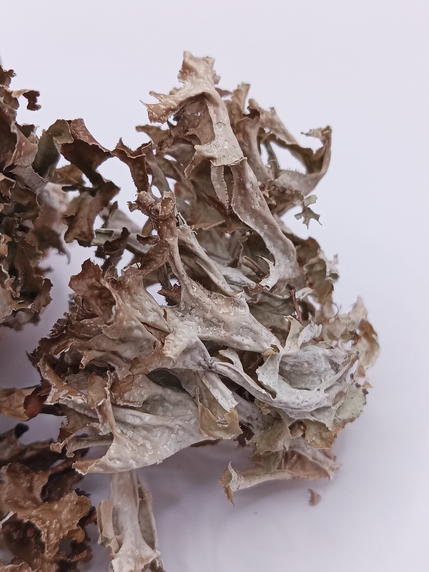 Исландский мох от кашля, 100гр, исландский мох цетрария - трава от кашля