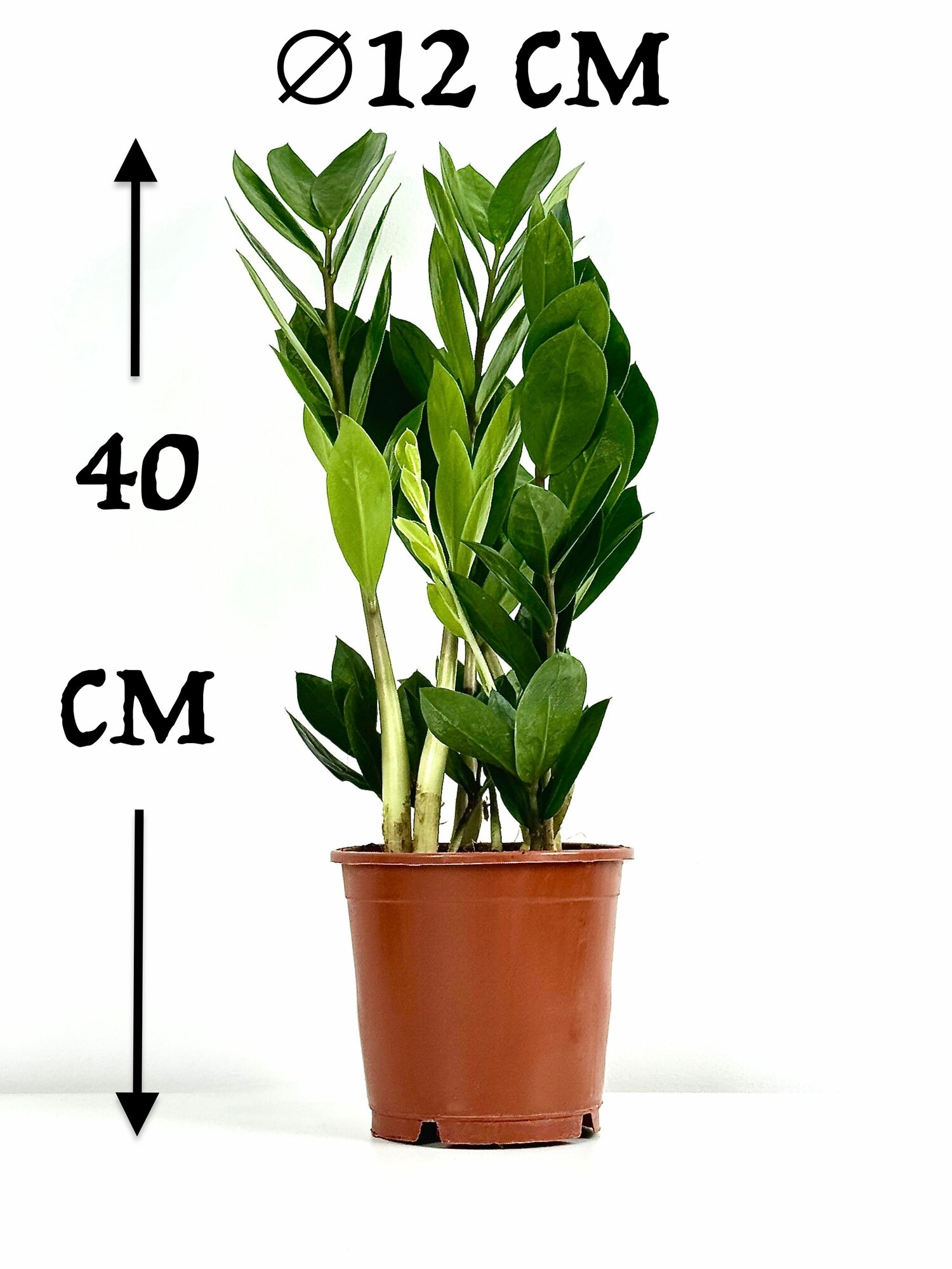 Замиокулькас живой высота 40 см в горшке D12