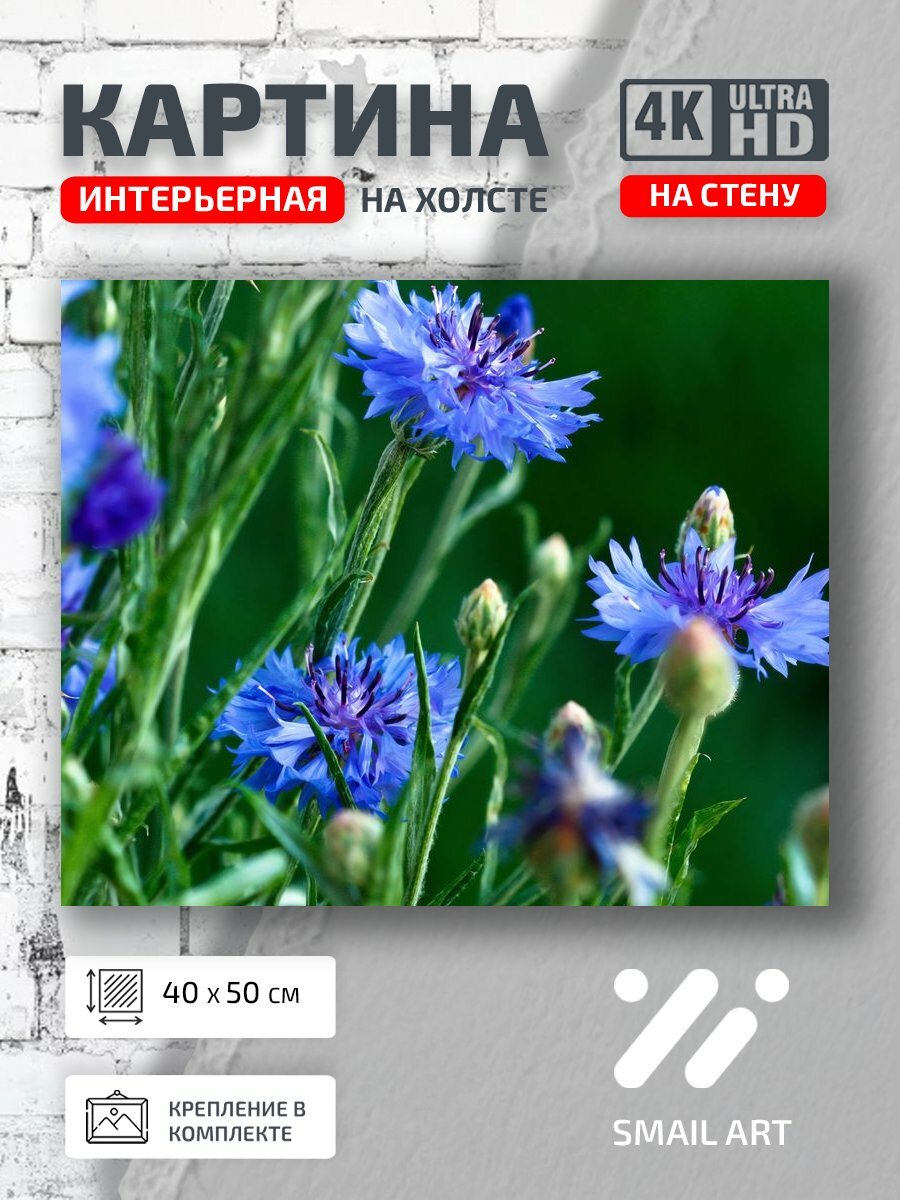 Картина на холсте интерьерная 40 на 50 на стену Васильки blue для гостиной пейзаж интерьер