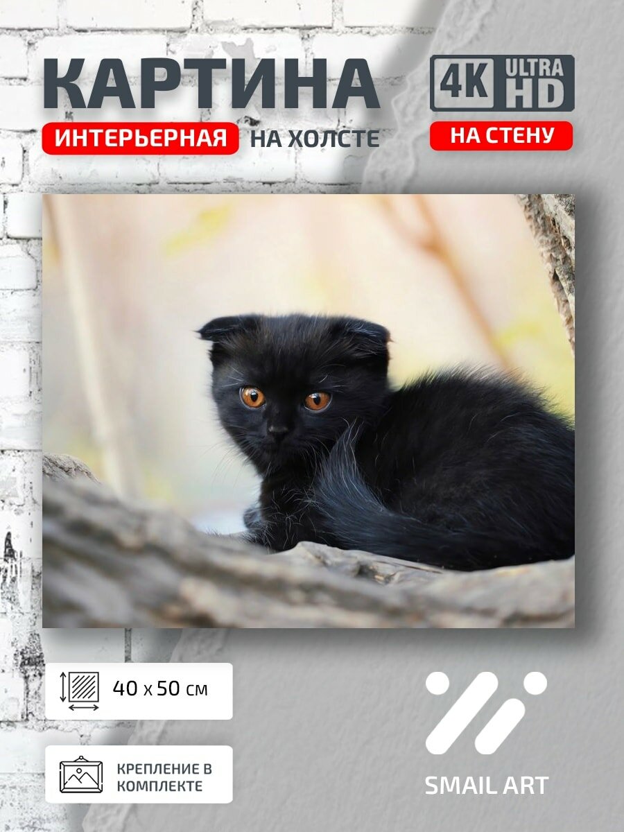 Картина на холсте интерьерная 40 на 50 на стену Животные котик для гостиной атмосфера