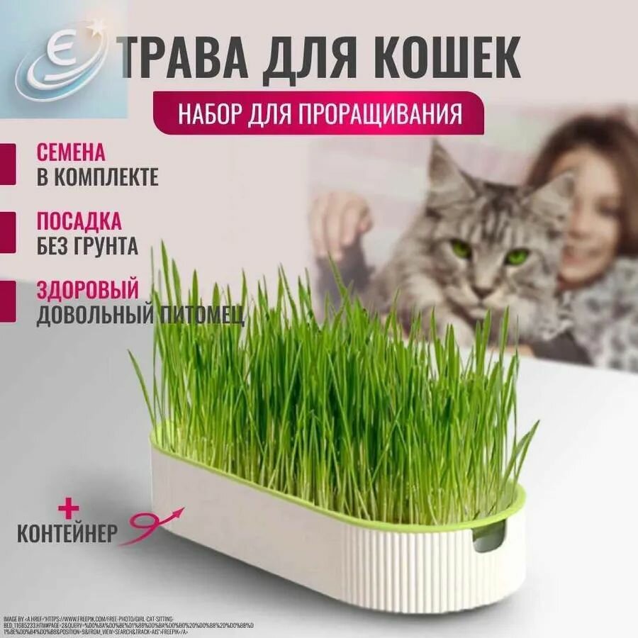 Набор для выращивания кошачьей мяты