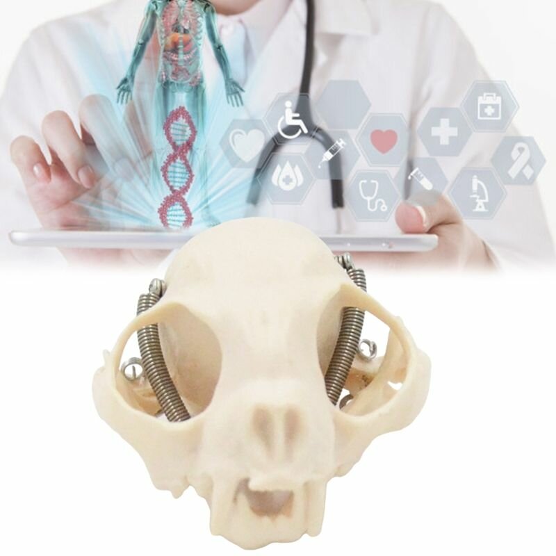 Моделирование структуры черепа кошки и модели анатомии костей