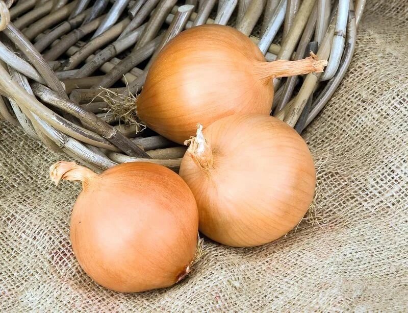 Коллекционные семена лука репчатый Боцман