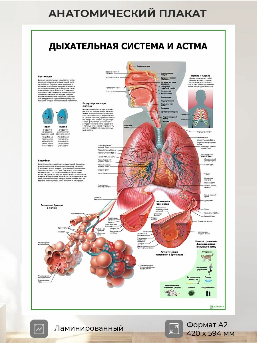 Обучающий медицинский плакат Дыхательная система и астма А2