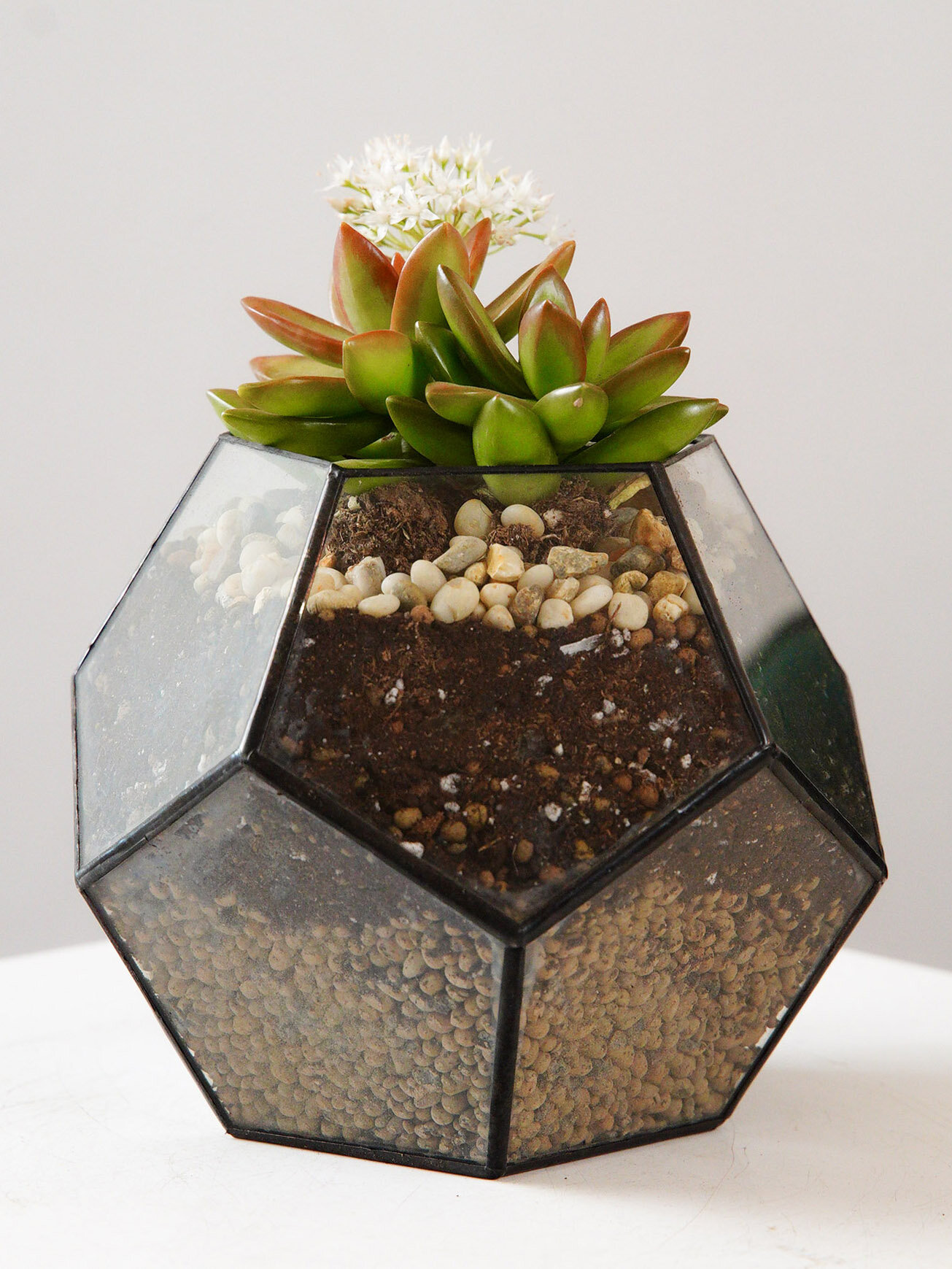 Geo Glass: Комнатные растения , стеклянное кашпо , суккуленты живые