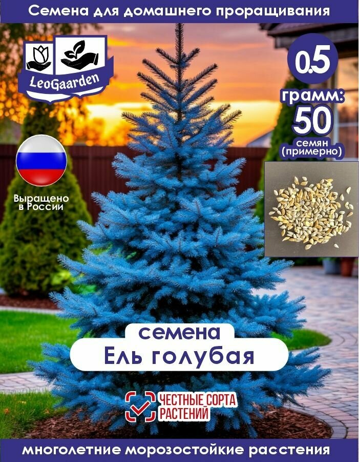 Семена, Ели Голубой , 0,5 грамм (50 семян)