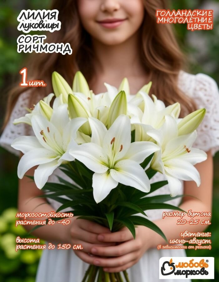 Лилия Луковица, Ричмонд, ЛА-гибрид, разбор 22/24, 1 шт