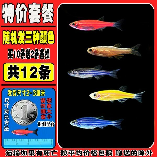 Специальная цена: Зебрафиш, тропические рыбки для начинающих, конфетные цвета, декоративные рыбки, легкие в выращивании и уходе, маленькие рыбки