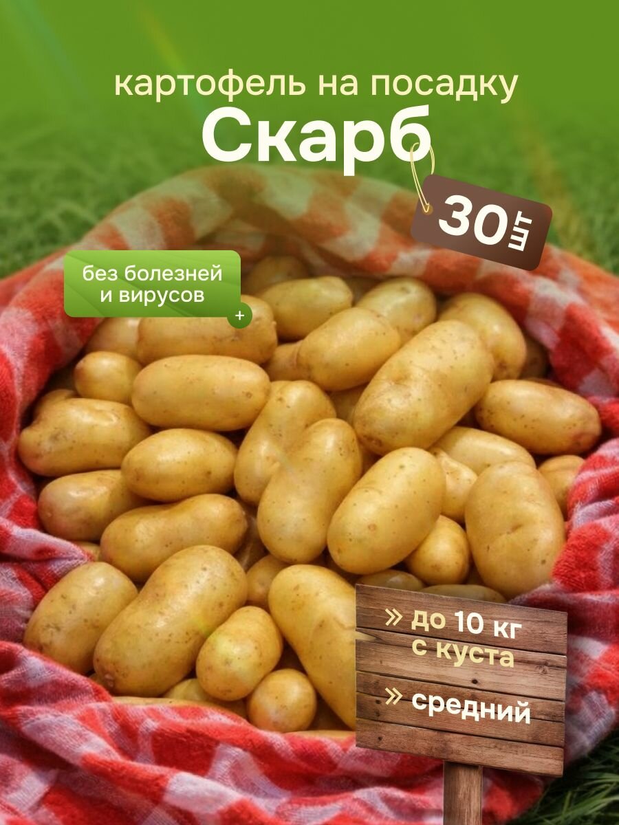 Семенной картофель на посадку Скарб 30 шт (средний)