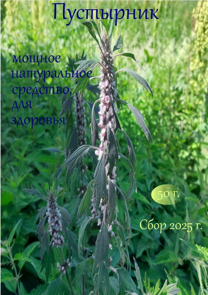 Пустырник. Лучший Целитель. Сбор 2025 г.