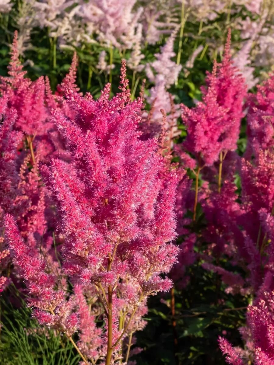 Астильба Арендса Глория Пурпуреа