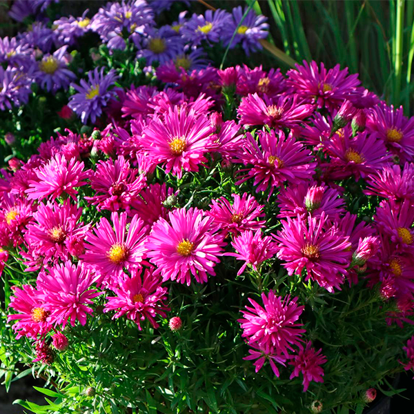 Астра альпийская "Дженни" (1 корневище в пакете с торфом), Нидерланды