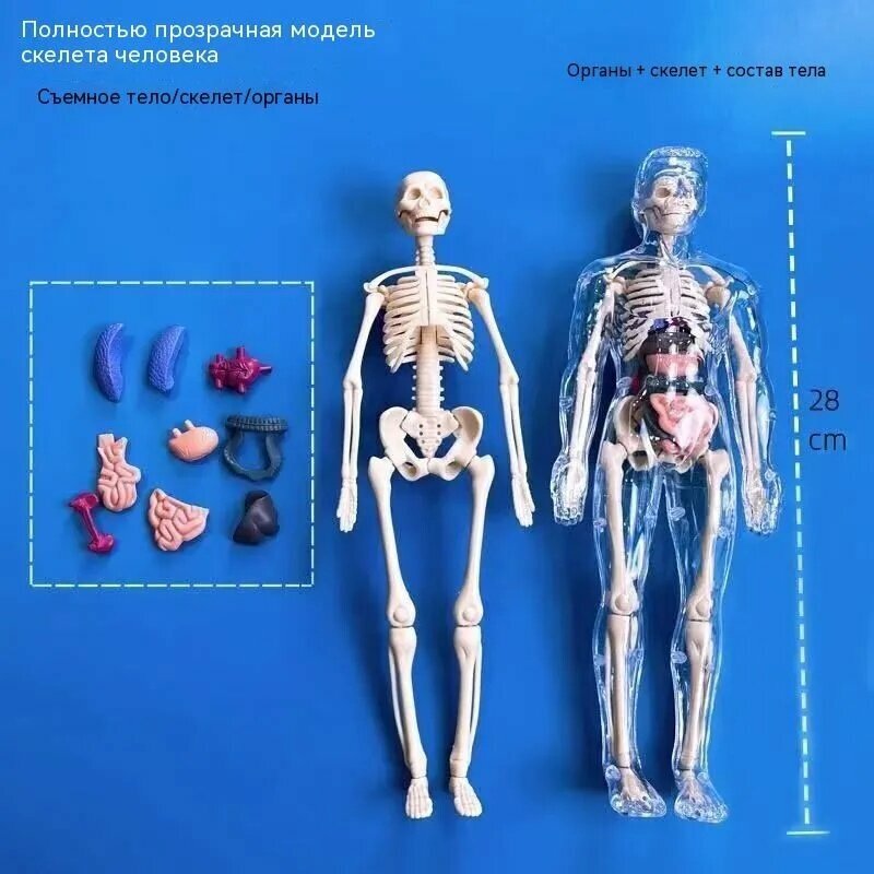 Анатомическая модель человека для детей с органами и скелетом прозрачный обучающий набор 28 деталей полупрозрачный