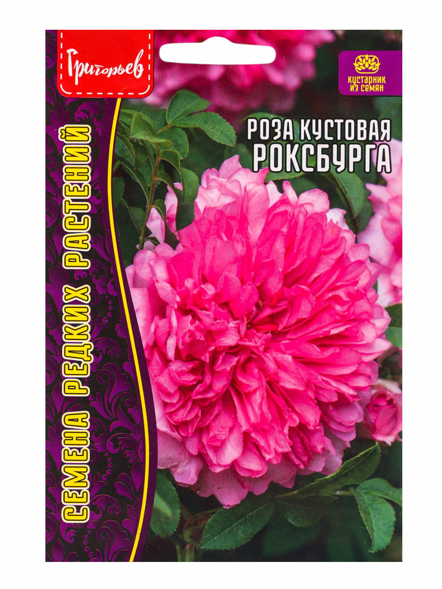 Семена цветов Роза Роксбурга кустовая 10 шт. 12.29 гр, цветение период: август