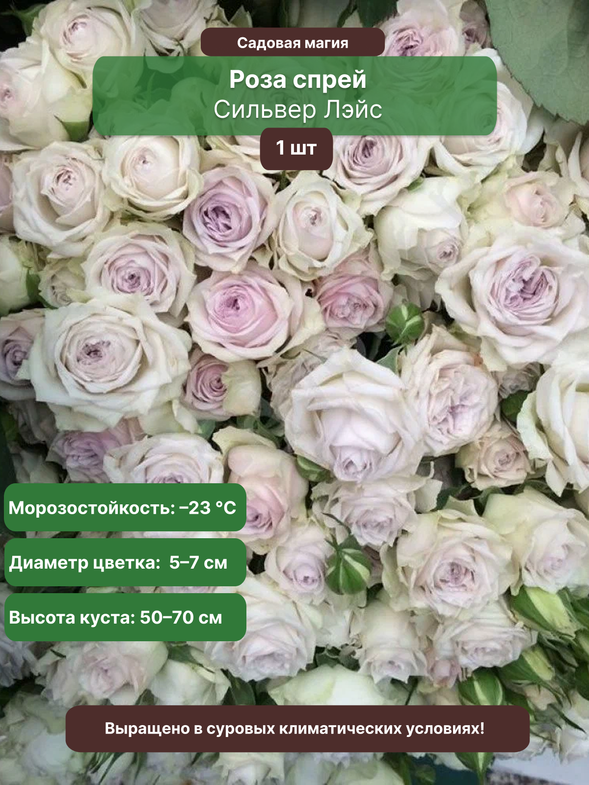 Роза спрей "Сильвер Лэйс", многолетняя, высота 30-50 см, ЗКС, 1,5 года
