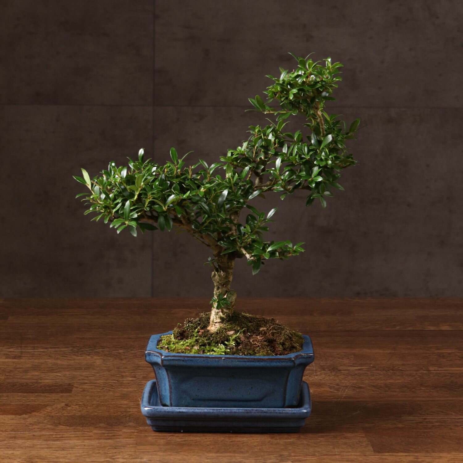 Бонсай Падуб Увэй 30 см