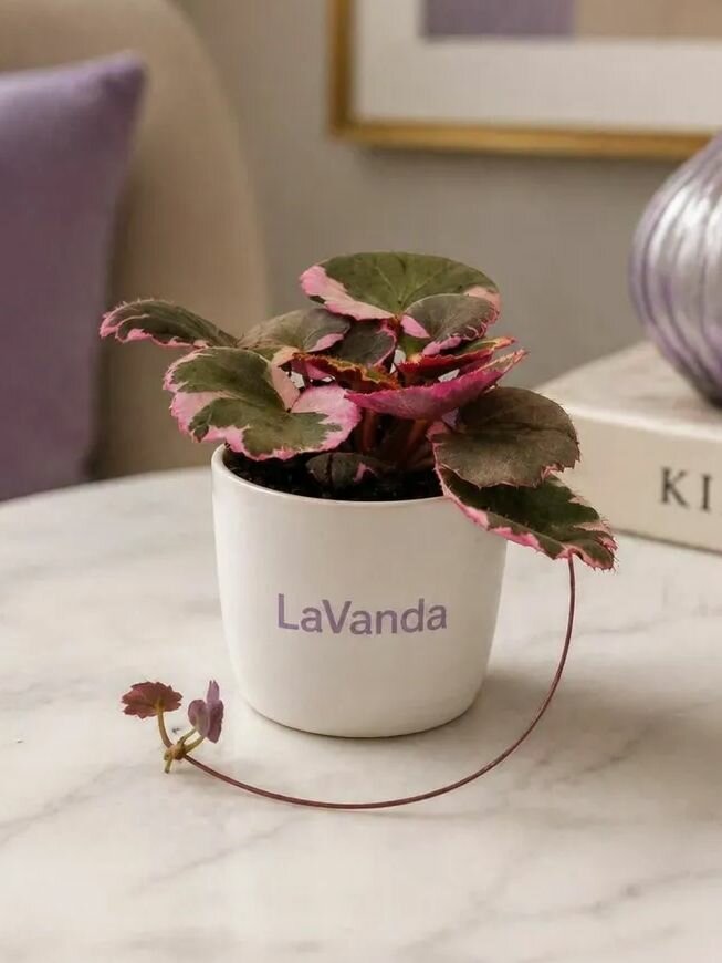 Камнеломка плетеносная 'Tricolor' (Saxifraga stolonifera) живое комнатное растение, ампельное, пестролистное