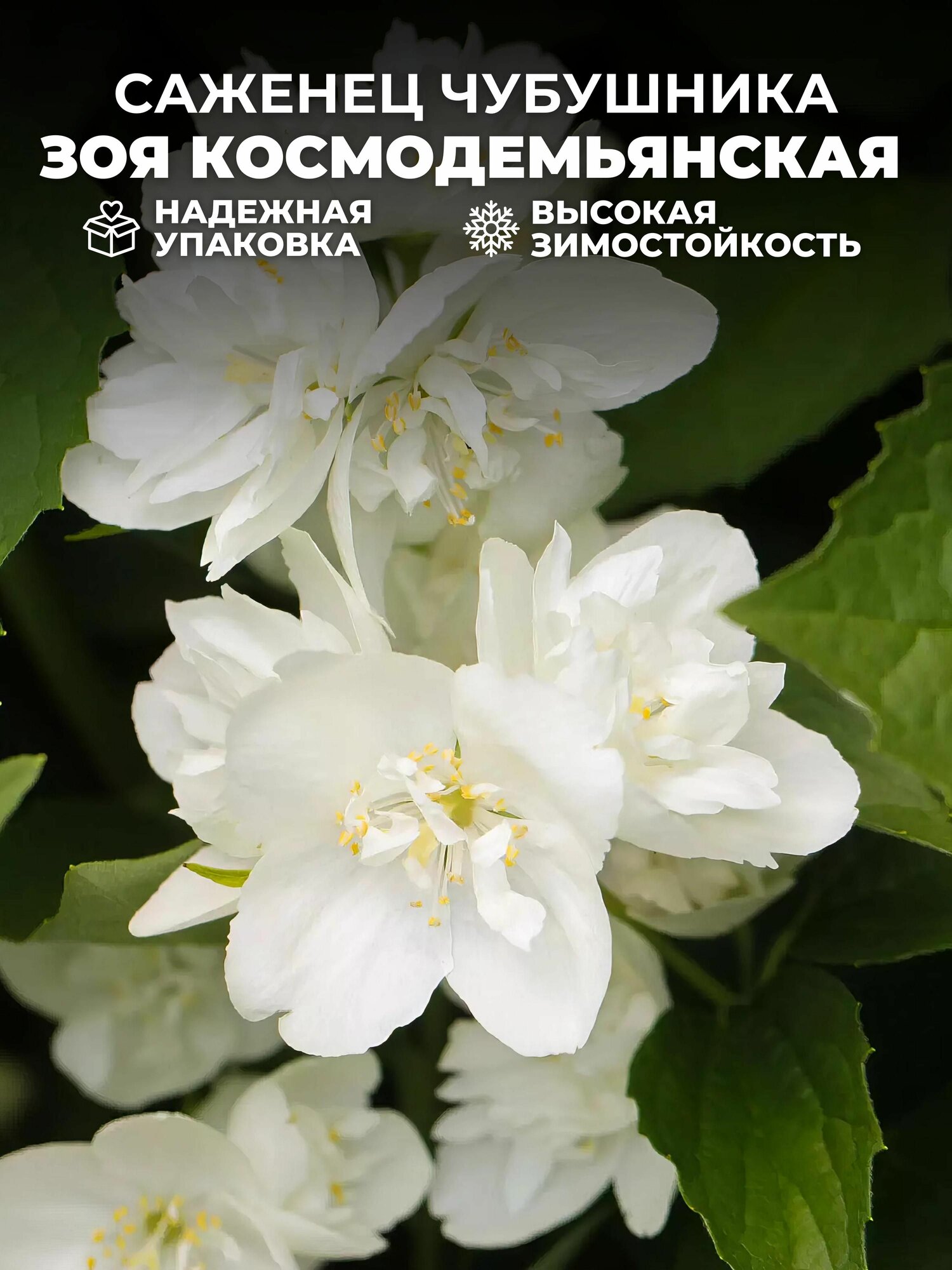 Чубушник Зоя Космодемьянская (жасмин садовый) многолетник