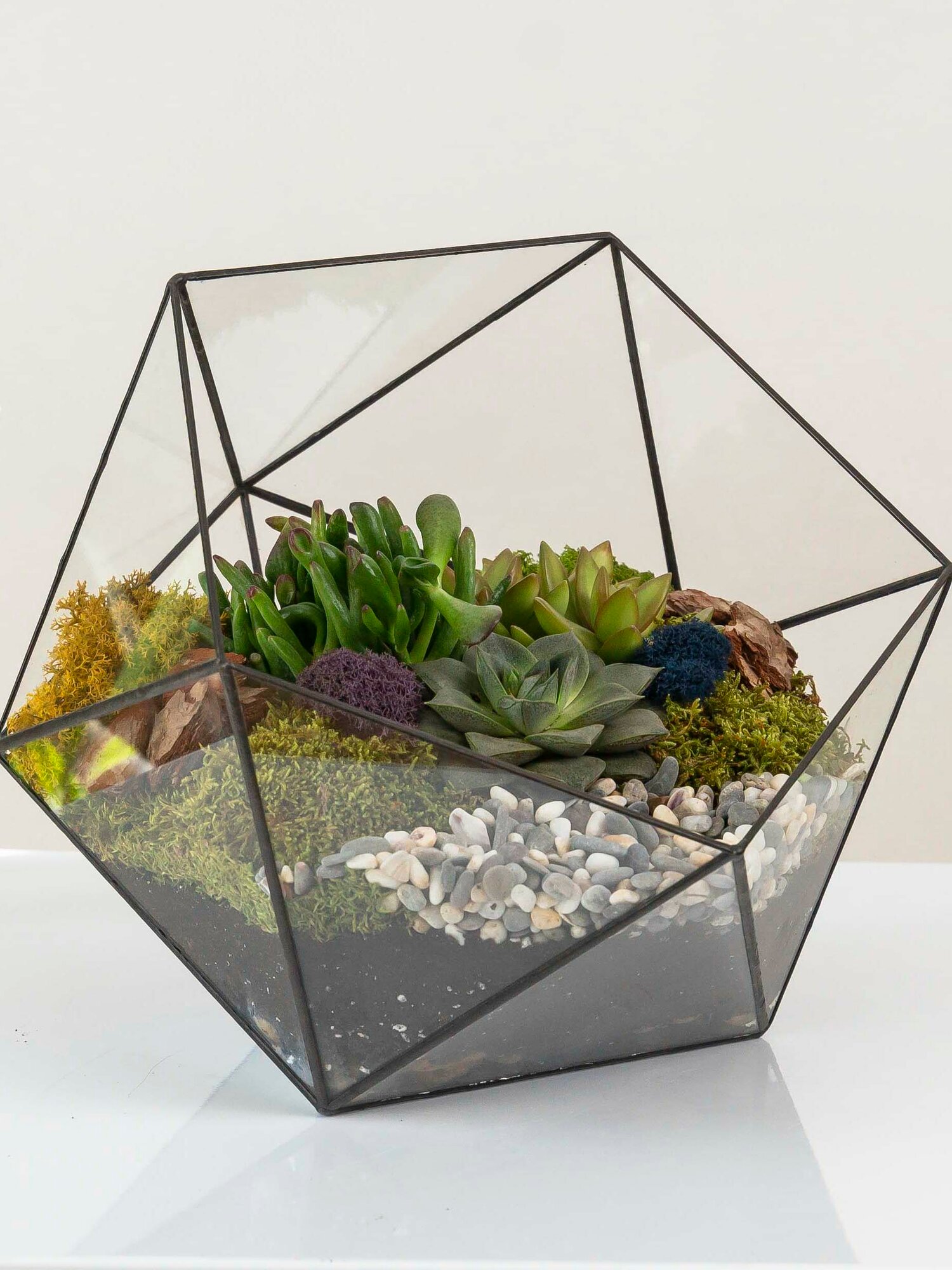 Geo Glass: Флорариум с суккулентами, живые суккуленты , подарок , живые цветы в горшках