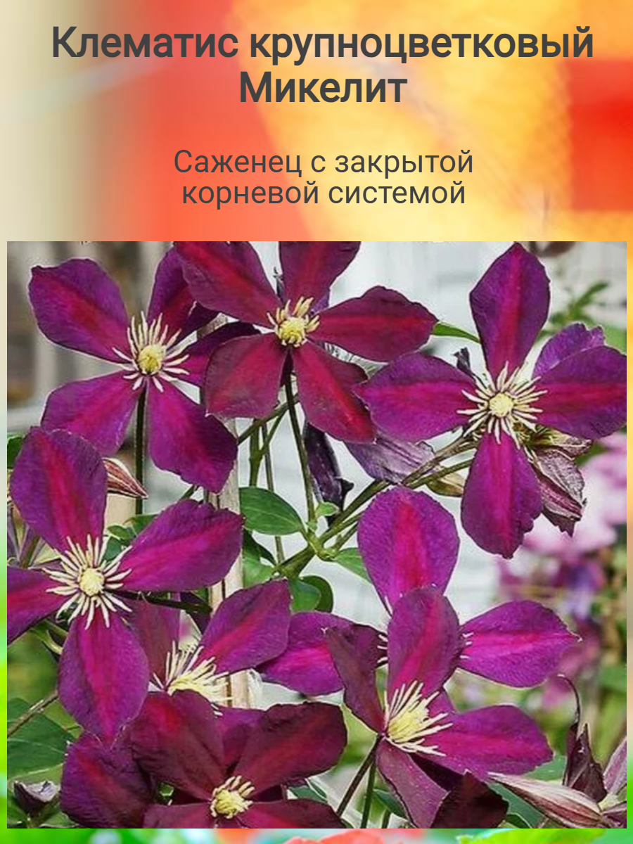 Клематис крупноцветковый Микелит