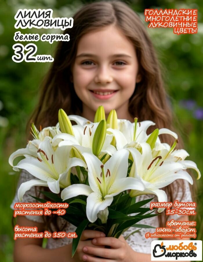 Лилия Луковица, Микс белые сорта, 32шт (1)