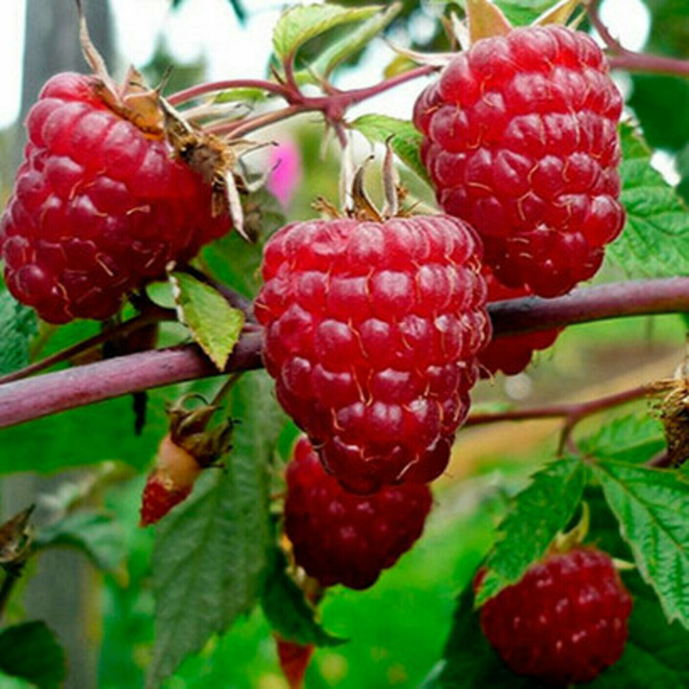 Малина крупноплодная Феномен / 1 шт, морозостойкий, раннеспелый сорт