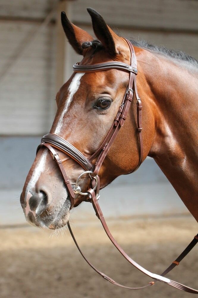 Уздечка для лошади с мягкой подложкой SOFT от Harry's Horse цвет коричневый, размер Full.