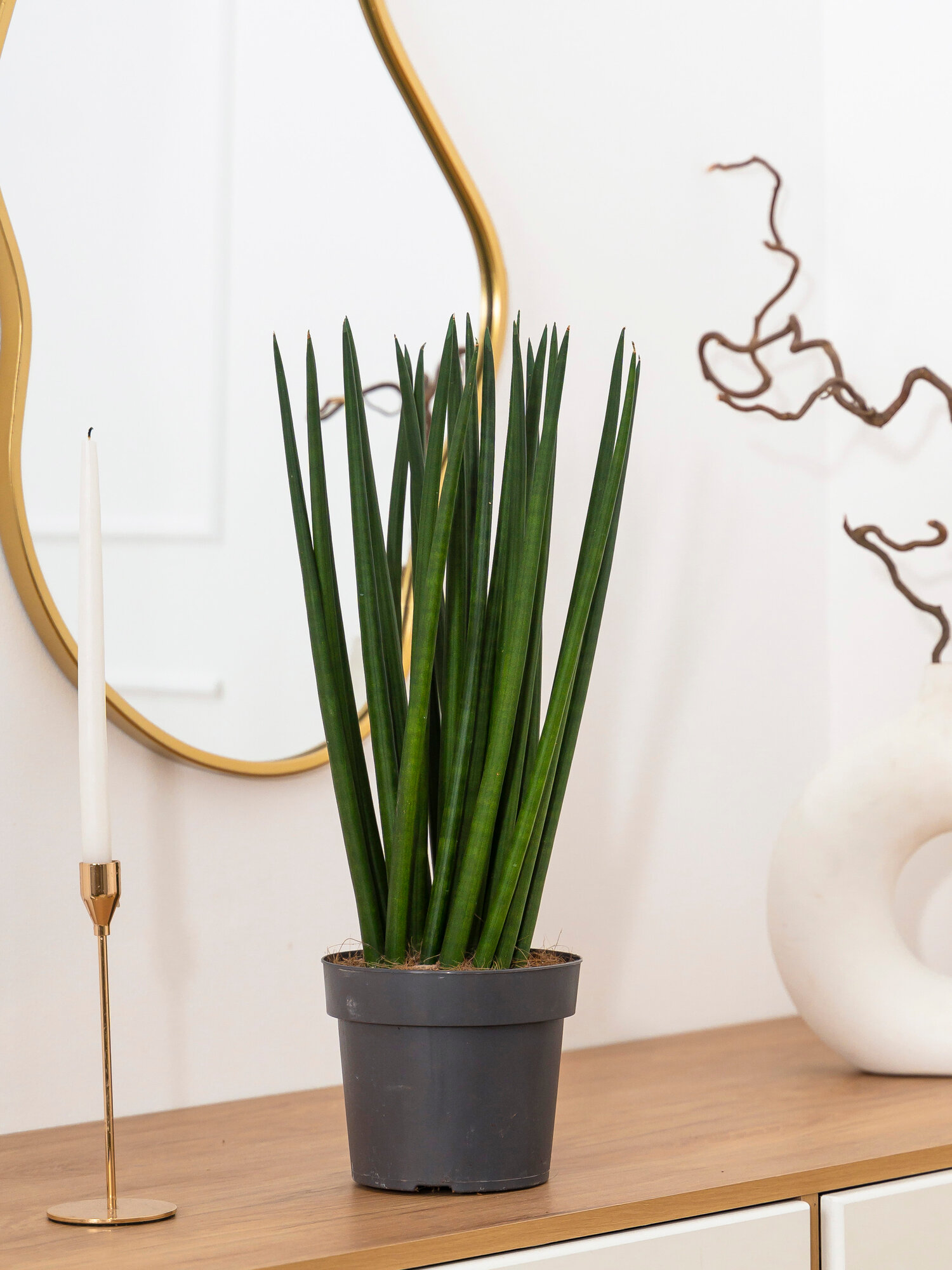 Geo Glass: Сансевиерия цилиндрическая , комнатное растение живое , сансевиерия живая 17/60 см