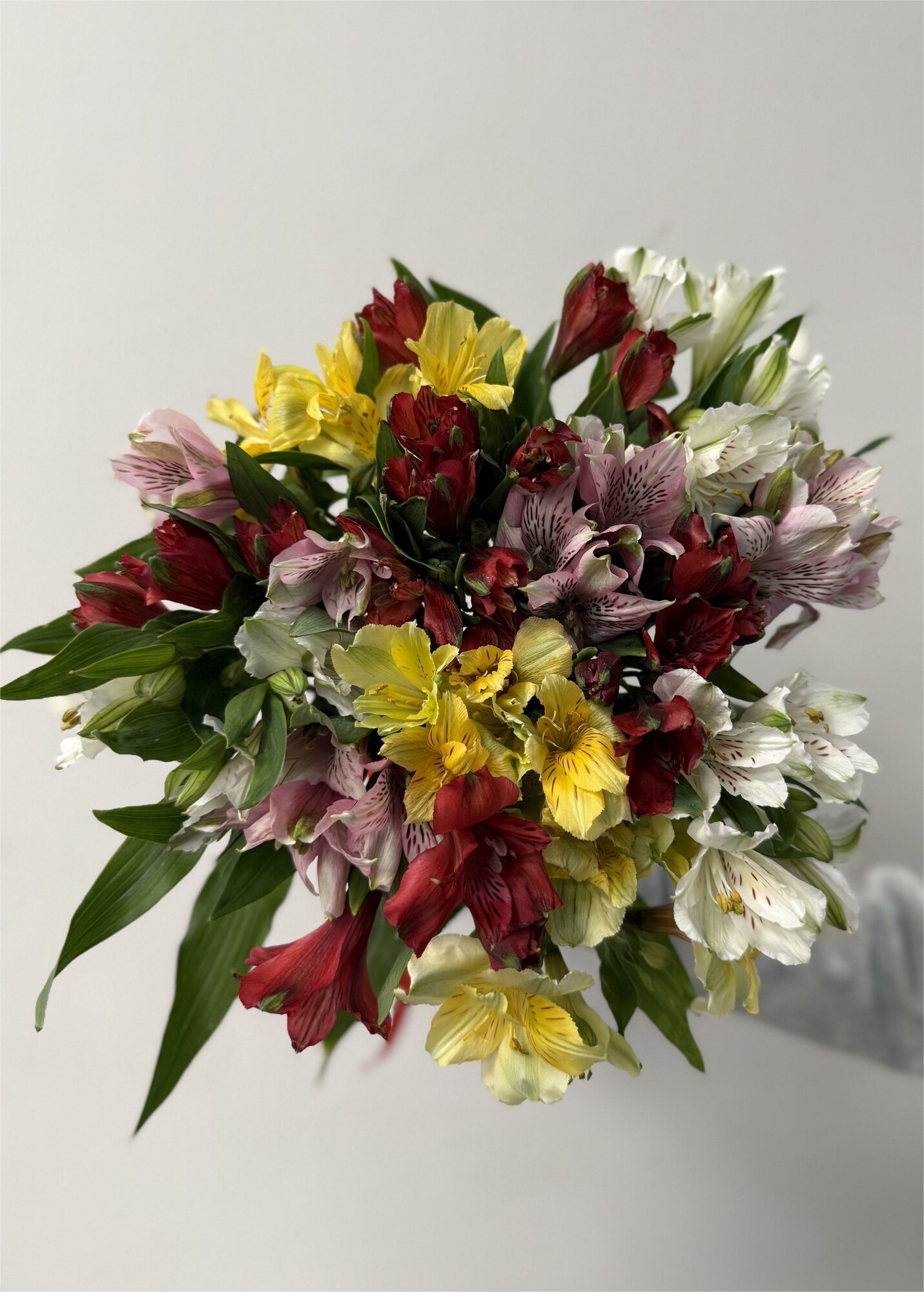 Букет из 15 альстромерий микс под ленту, монобукет, 50 см | Турбофлора