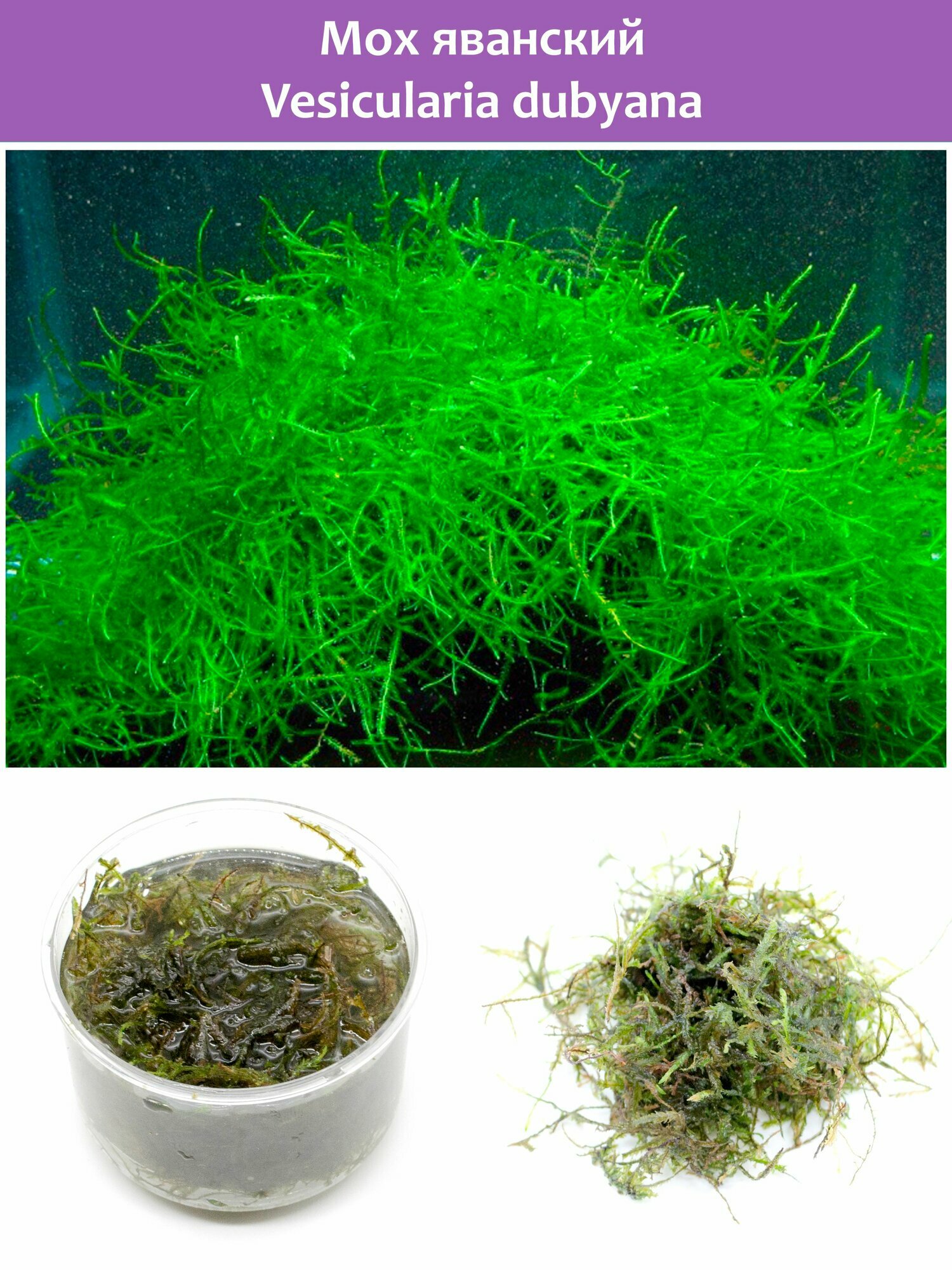 Bestfish24 Мох яванский (баночка 7х7х3.5 см) растение для аквариума
