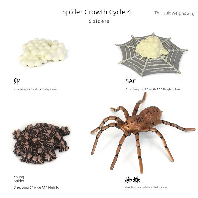 Набор пауков: образовательная модель насекомого для когнитивного развития детей