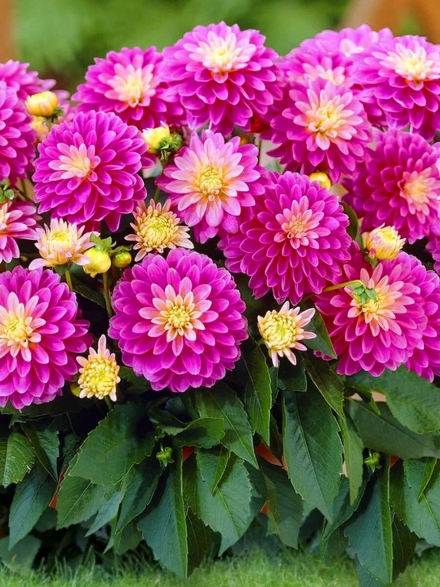 Георгина Геллери Рембрандт бордюрная / Саженцы бордюрных георгин