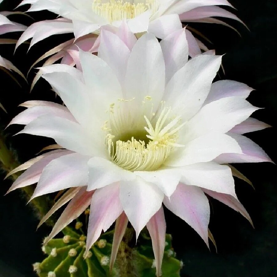 Семена Деодар Кактус Echinopsis eyriesii 10 шт.
